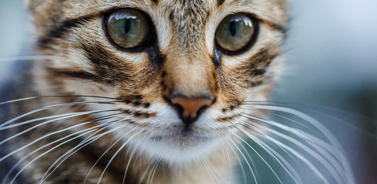 Pourquoi les chats ont-ils des moustaches et à quoi servent-elles ...