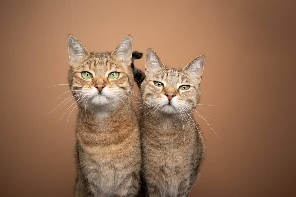 Les chats reconnaissent-ils leurs frères et sœurs ou leur mère ...